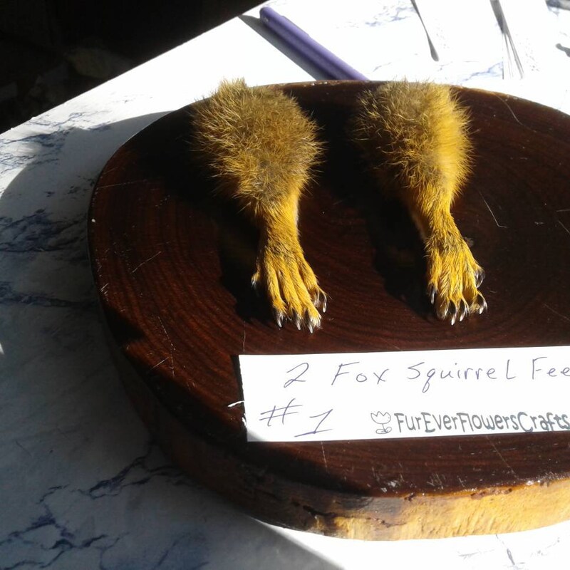 Squirrel Feet - Etsy