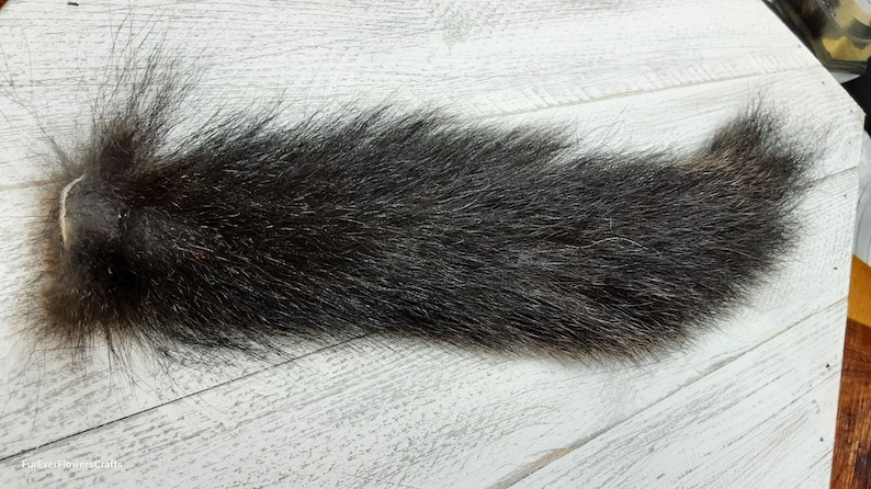Squirrel Tail/1 Tail/northern Black Squirrel/mummified/dried/tail Pelts ...