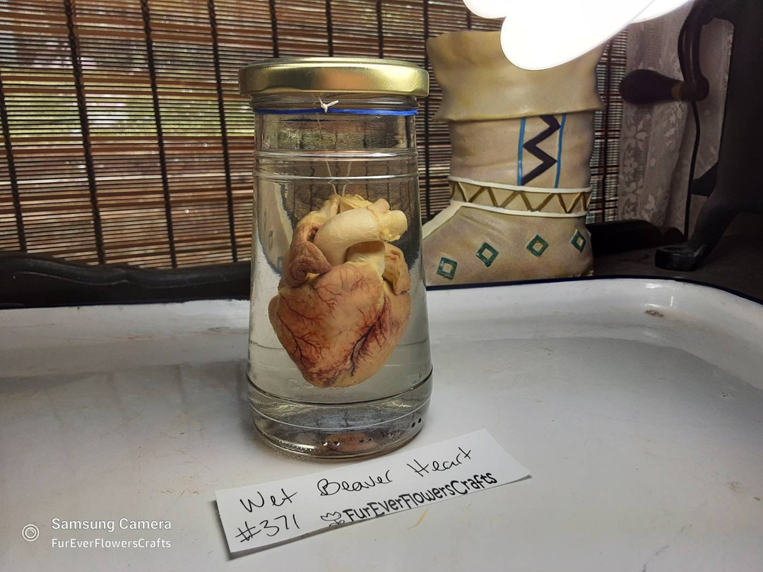 Wet Beaver Heart/real/wet Specimen/glass Jar/curio/oddities - Etsy