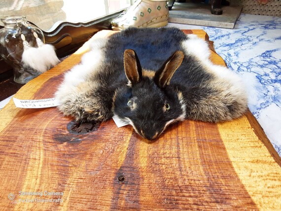 Home Décor Furry Rabbit face pelt Taxidermy & Curiosities Home & Living ...