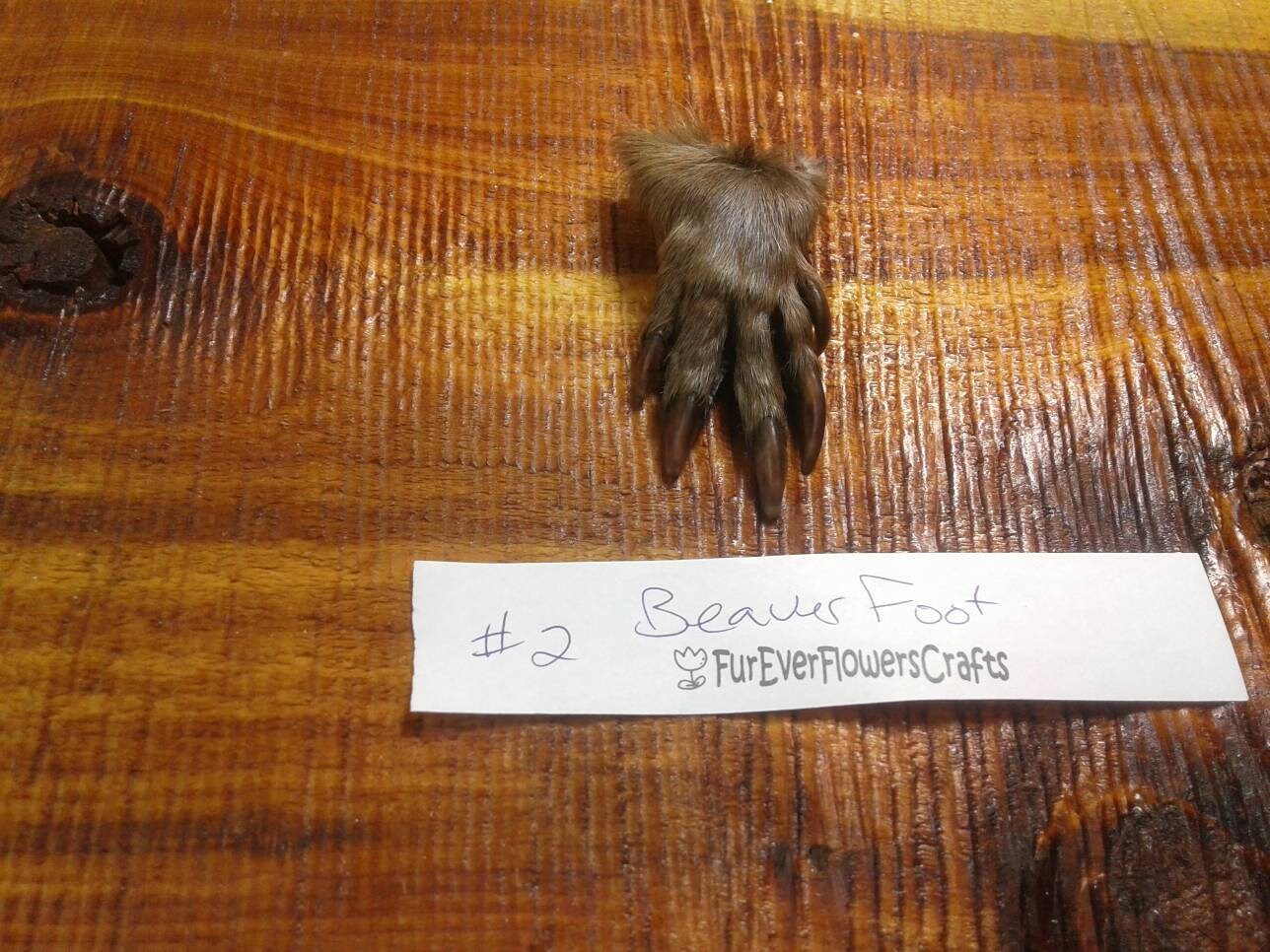 Beaver Foot/1 Beaver Foot/Beaver Claws/Front Foot/Feet/Beaver | Etsy