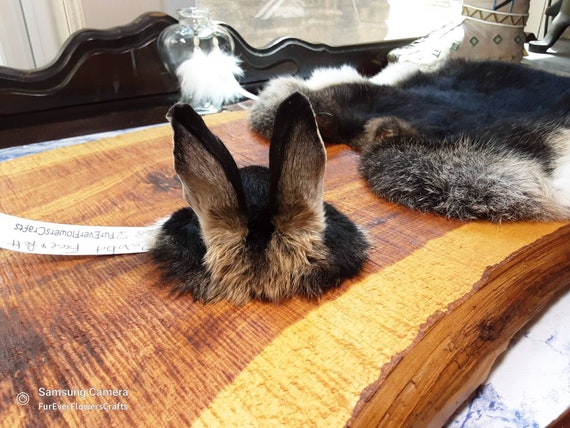Home Décor Furry Rabbit face pelt Taxidermy & Curiosities Home & Living ...