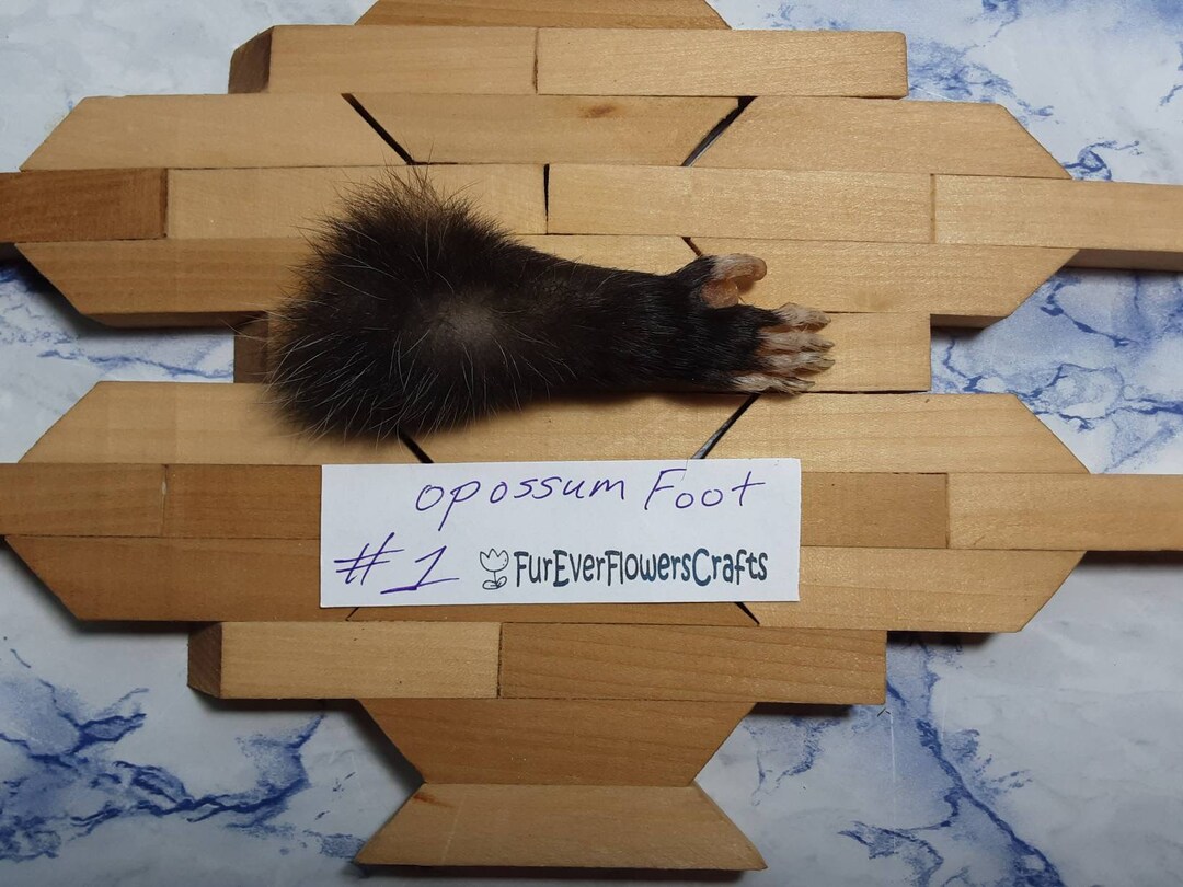 Opossum Foot/1 Foot/opossum Feet/real - Etsy