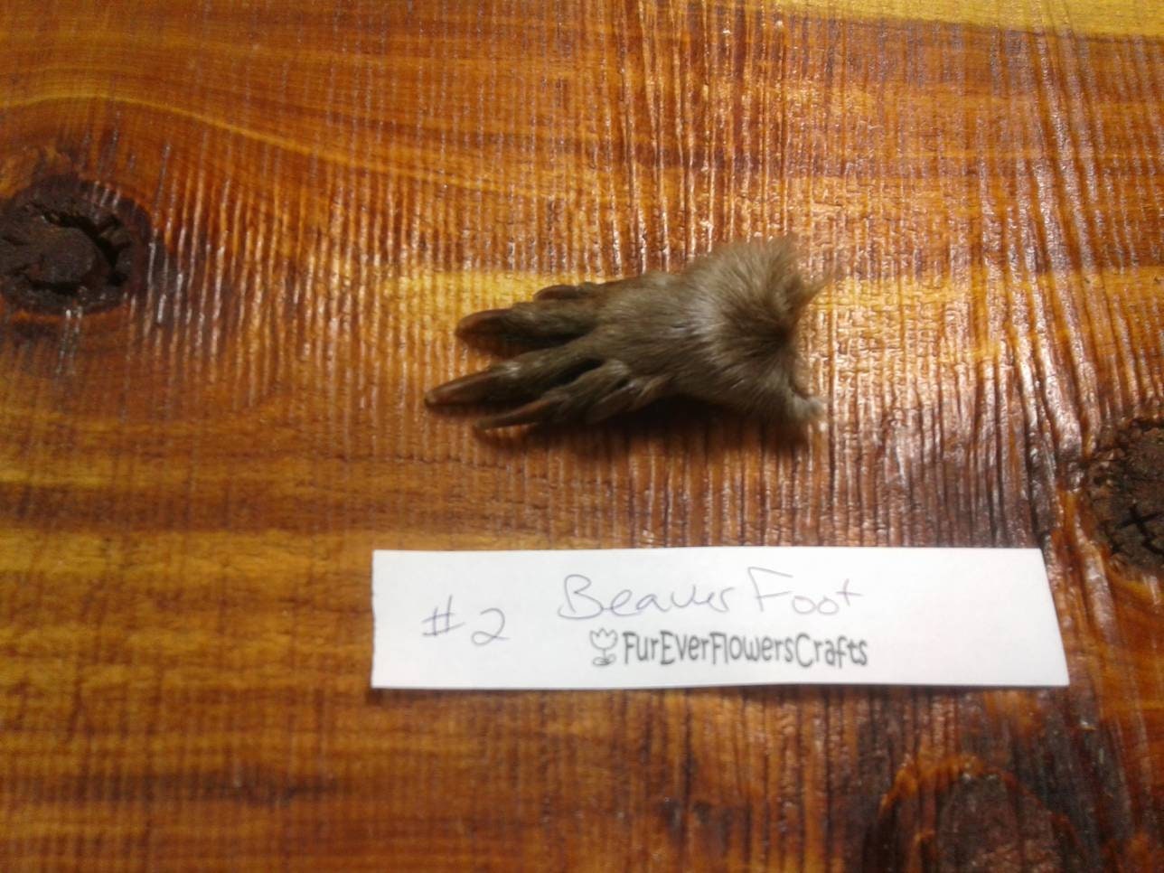 Beaver Foot/1 Beaver Foot/Beaver Claws/Front Foot/Feet/Beaver | Etsy