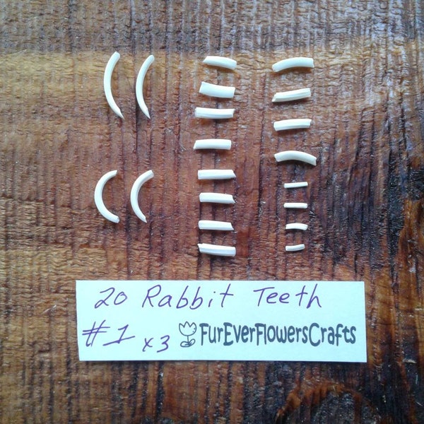 Rabbit Teeth - Etsy