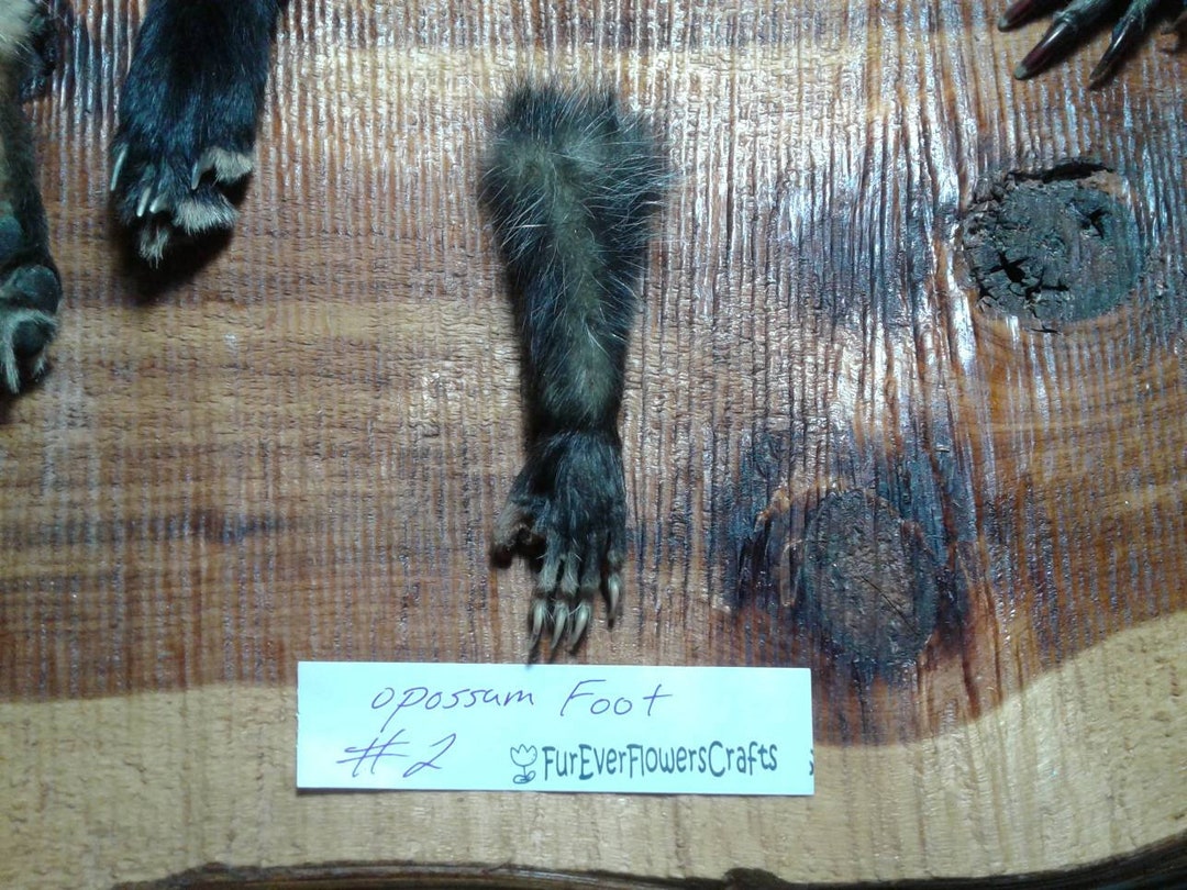 Opossum Foot/1 Foot/opossum Feet/real - Etsy