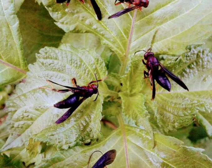 Real Red and Black Paper Wasp/5 Pack/crafting Supplies/wet Specimen ...