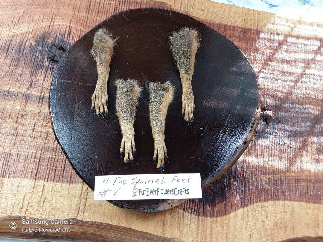 Squirrel Feet/4 Fox Squirrel Feet/squirrel Parts/gray Squirrel/claws ...