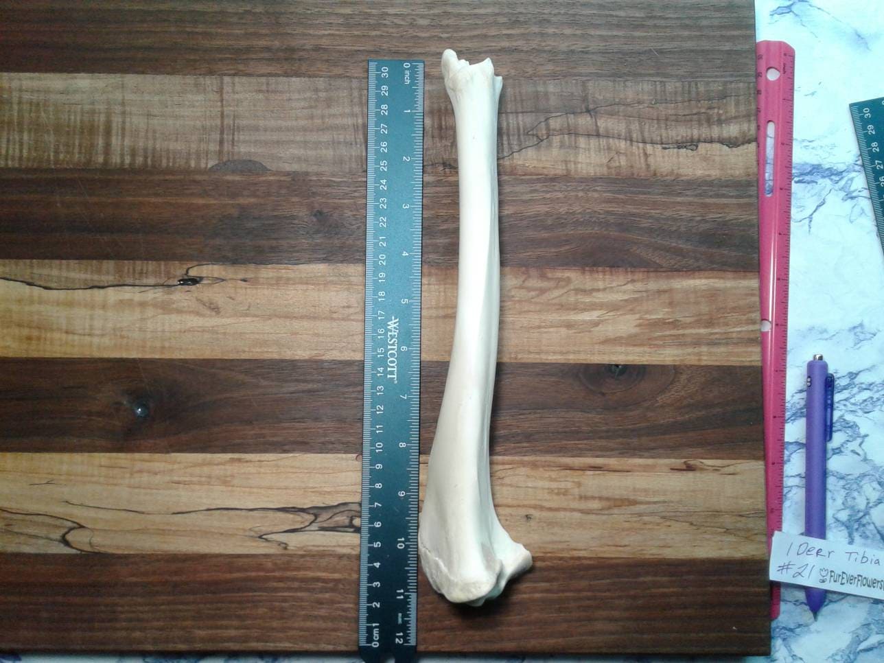 Deer Tibia Bone