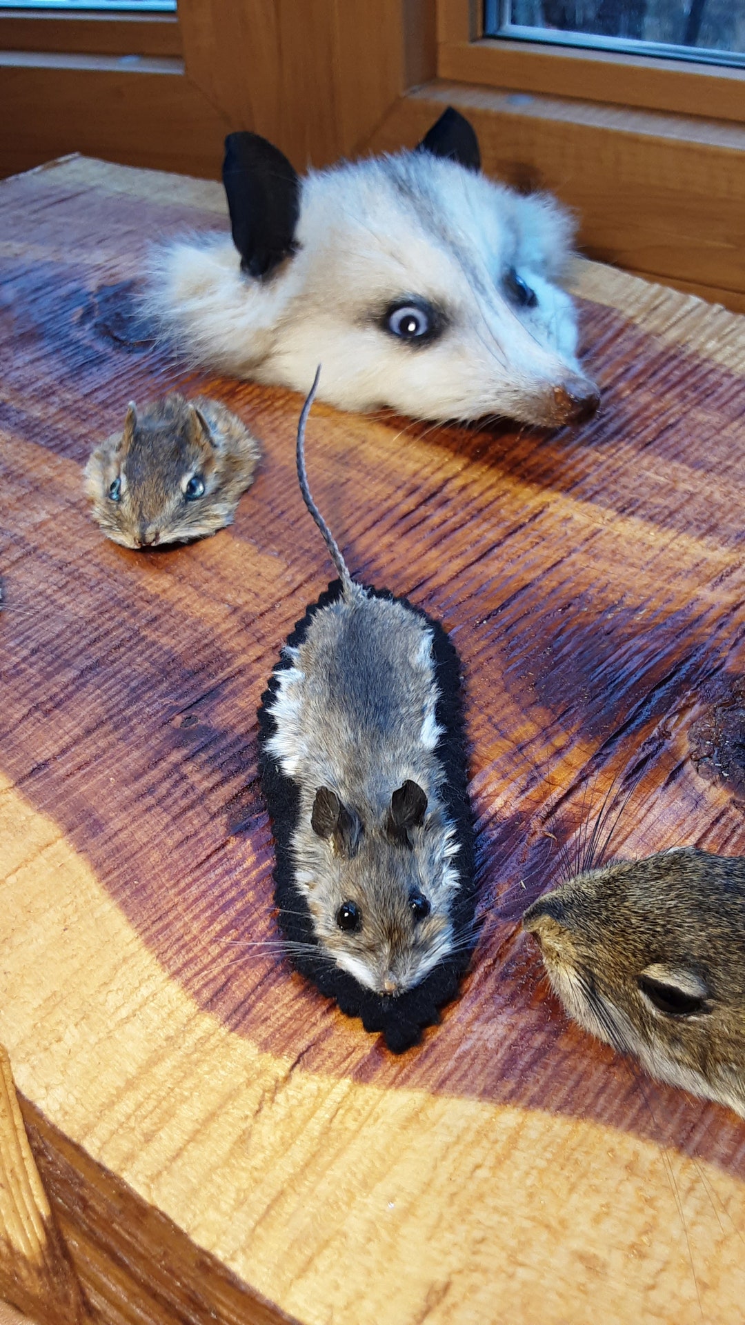 Mouse Pelt With Eye's/mouse Rug/mouse in the House/animal Pelts/animal ...