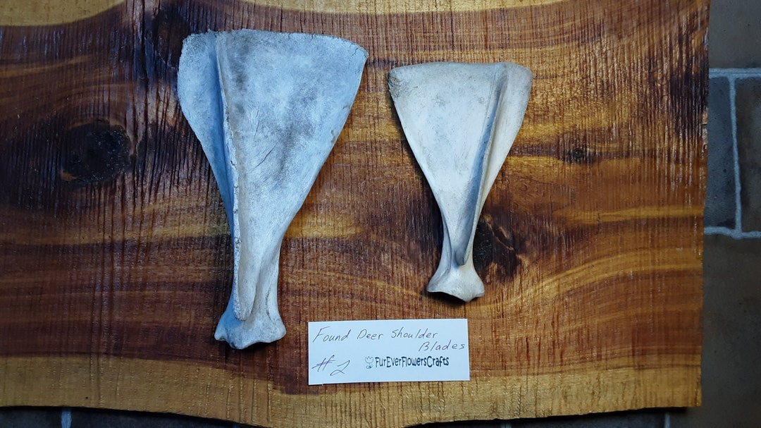 Deer Bones/2 Scapula Bones/found/bones - Etsy