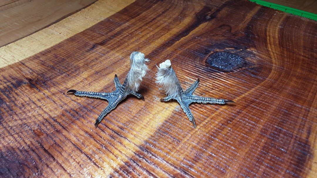 Grouse Feet/2 Bird Feet/claws/bird Claws/bones - Etsy