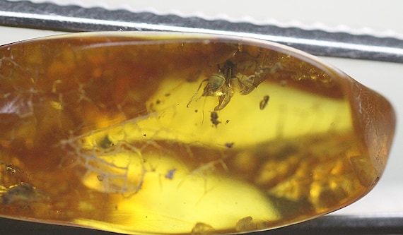 Fossil Insect Inclusion Inside Baltic Amber Stone Mosquito Jewelry ...