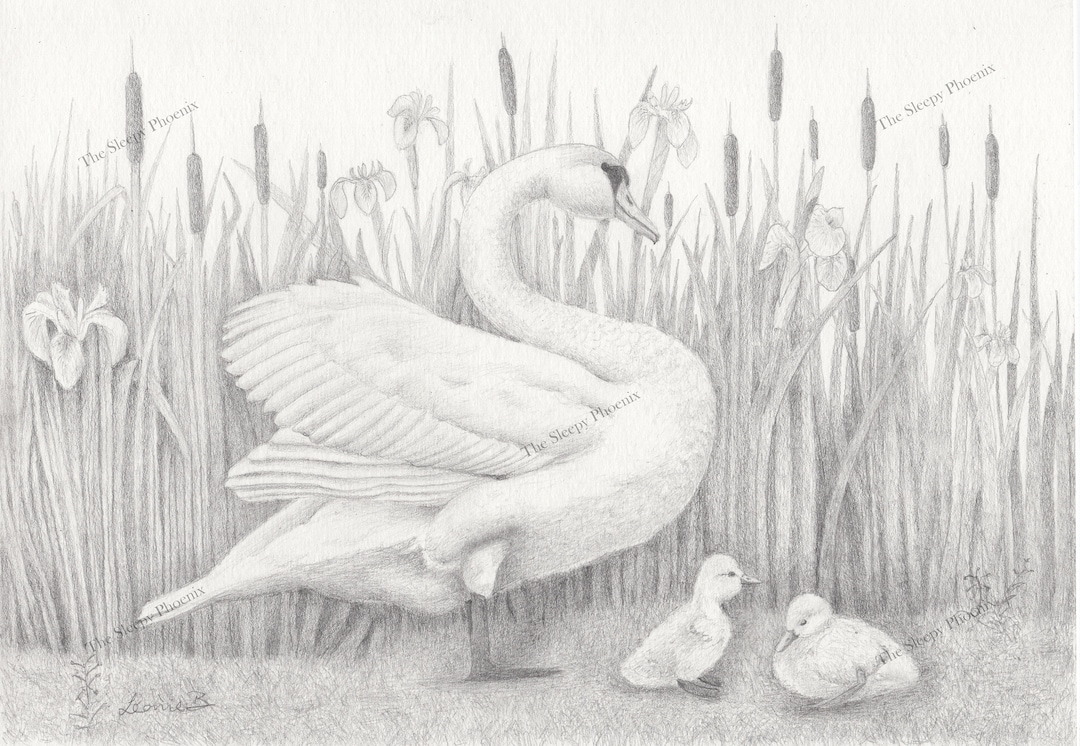 Hand Drawn Graphite Pencil Drawing of a Beautiful Swan and Cygnets - Etsy