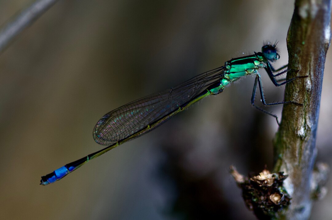 Beautiful Dragonfly Print - Etsy