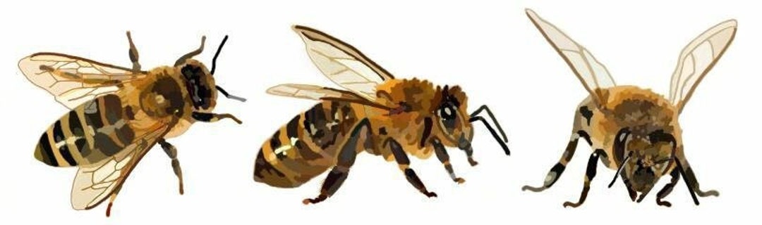 Bee Forms Download, Honey Bee Printable Art, Bee Digital Wall Art ...