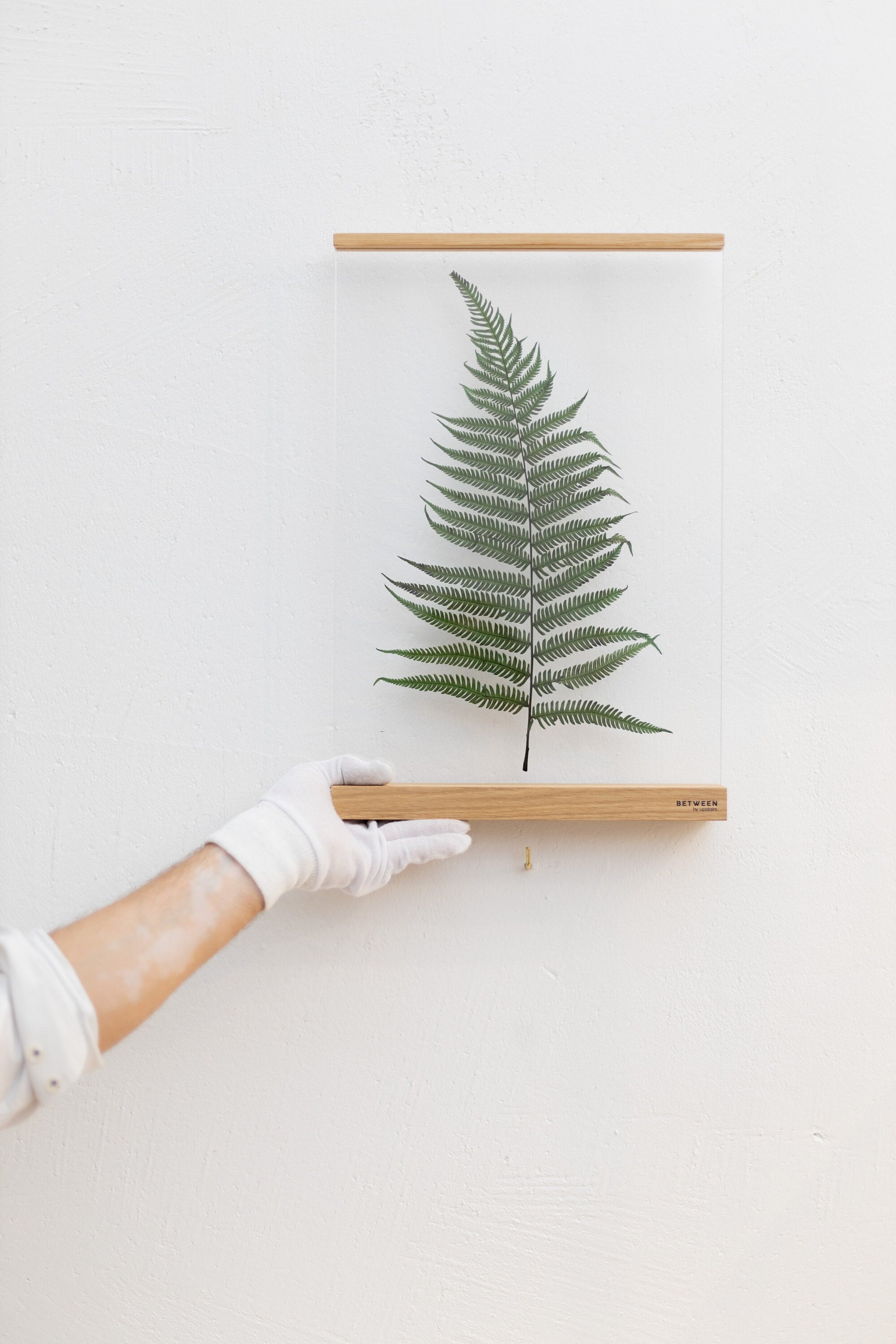 Floating Frame -transparent Frame- Herbarium - Botanical Art - Decor ...