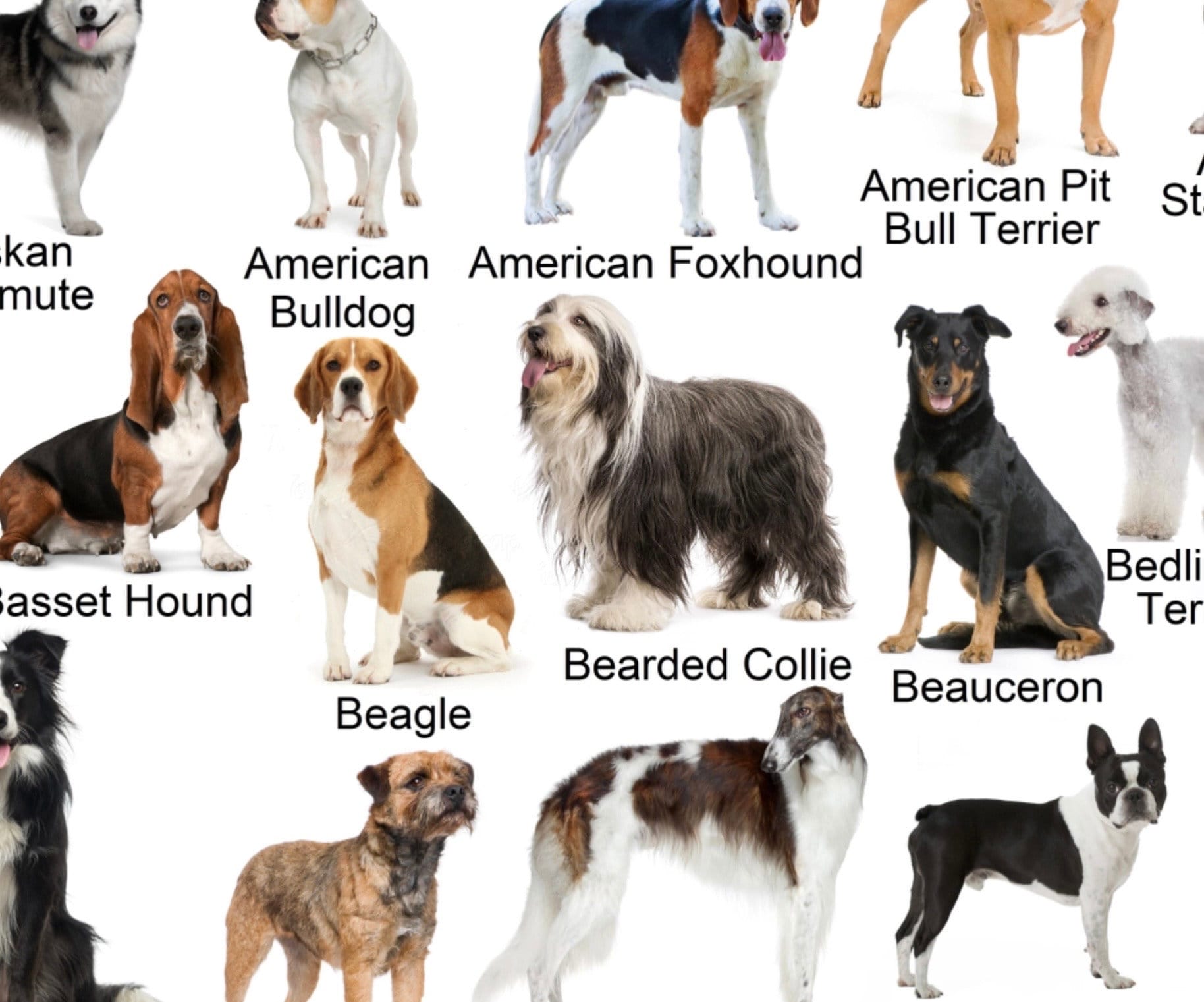 Types of Dog Breeds Veterinarian Veterinary Dog Lovers Poster - Etsy