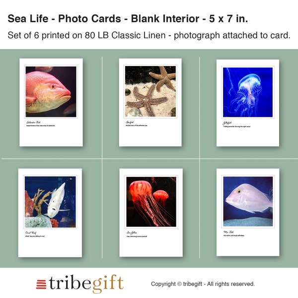 Sea Life Note Cards - Etsy