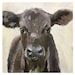 Angus Cow Print Angus Calf Print Print Nursery Calf Print - Etsy