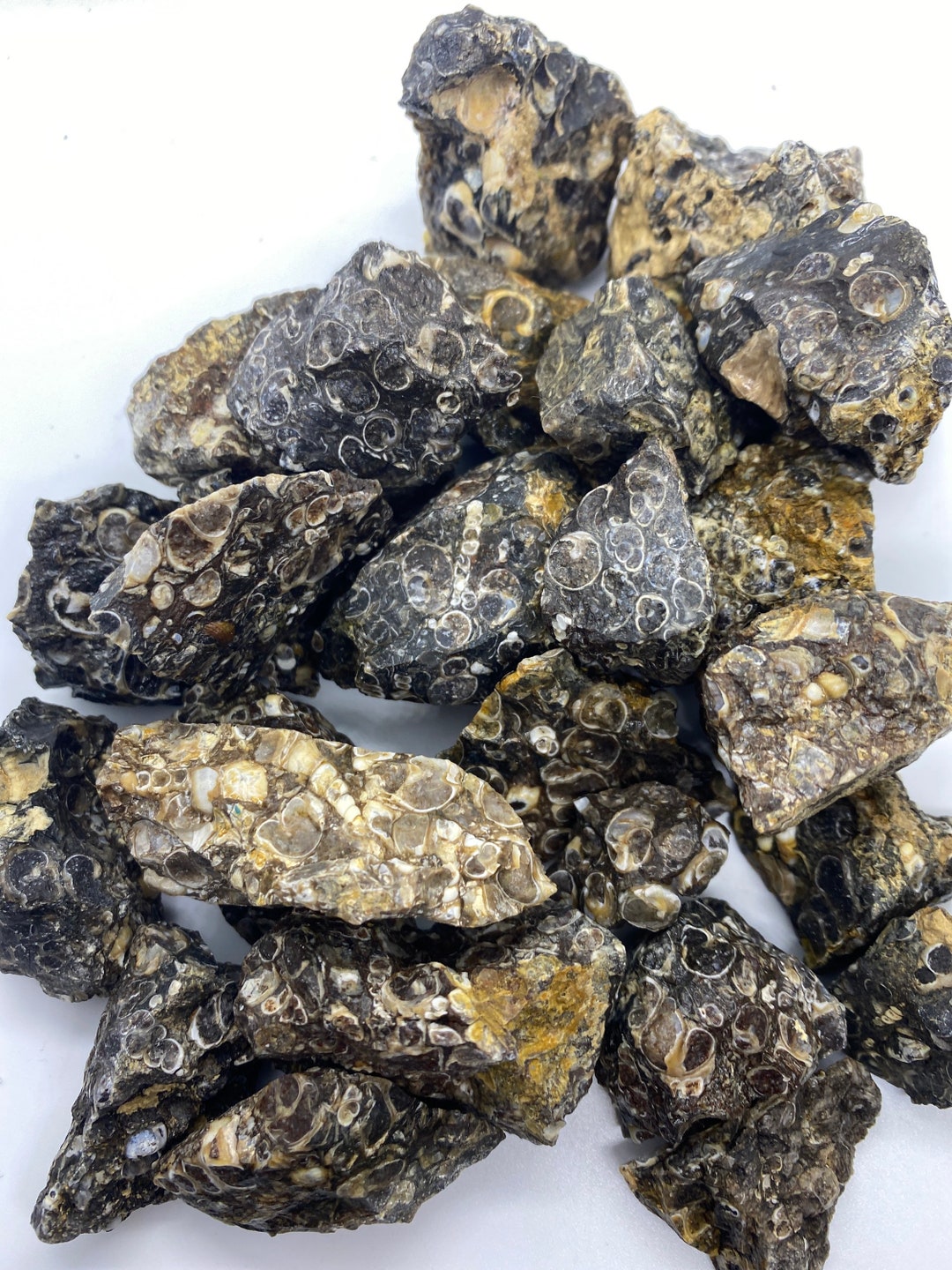 Turritella Agate RAW Turritella Agate Natural Crystal Gemstone Rough ...