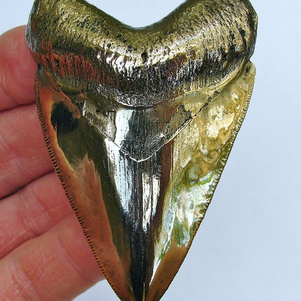 Megalodon Shark Tooth Necklaces - Etsy