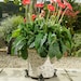 Frog Potty Feet & Pot Buddy Bundle: Antique Style Plant Pot Stand - Etsy
