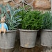 Peter Rabbit Pot Buddy Pot Hanger Beatrix Potter Gift Boxed Pot Buddies ...