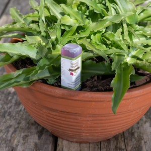 Fairy Sitting On Toadstool Feeder Friend Drip Feeder. Liquid | Etsy