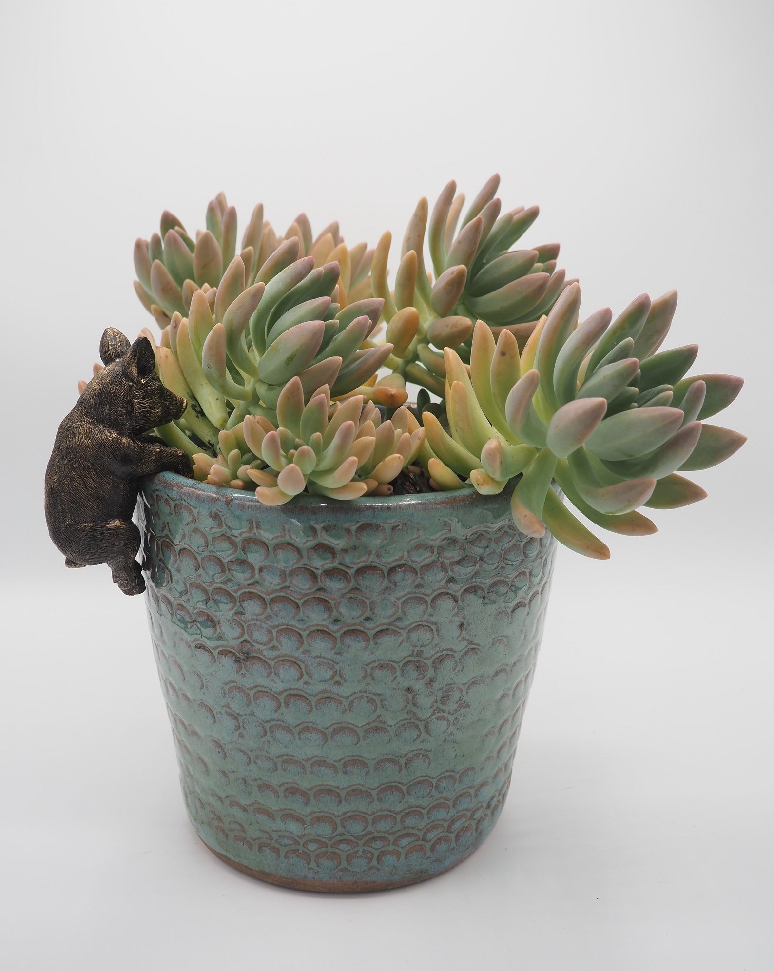 Pig Pot Buddies Plant Hanger - Etsy