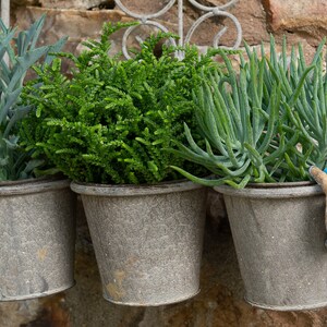 Peter Rabbit Pot Buddy - Beatrix Potter Peter Rabbit Pot Hanger - Gift ...