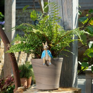 Peter Rabbit Pot Buddy Pot Hanger - Beatrix Potter - Gift Boxed Pot ...