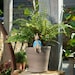 Peter Rabbit Pot Buddy Pot Hanger Beatrix Potter Gift Boxed Pot Buddies ...