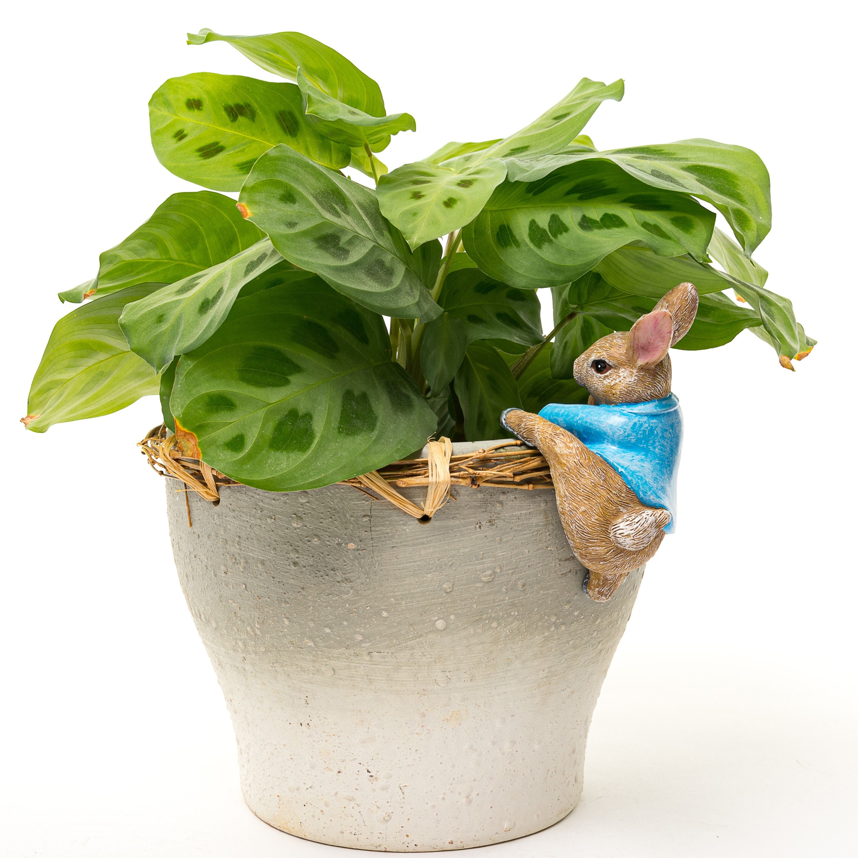 Peter Rabbit Pot Buddy - Beatrix Potter Peter Rabbit Pot Hanger - Gift ...