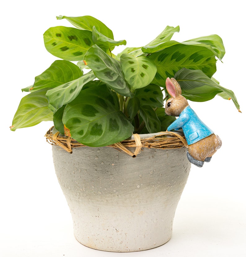 Peter Rabbit, Beatrix Potter, Pot Buddy, Pot Hanger, Gift Boxed ...