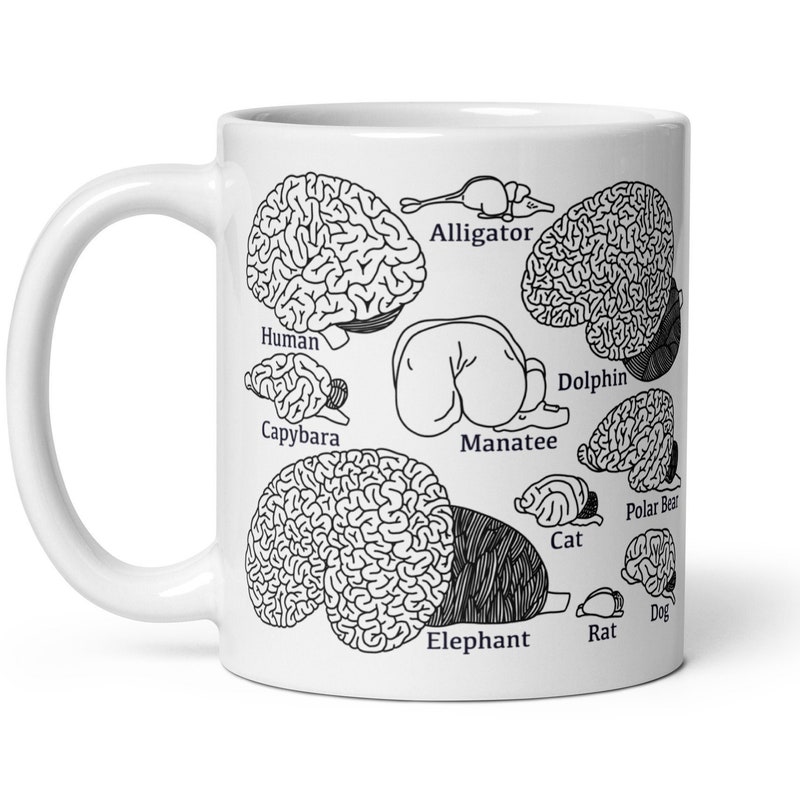 Neuroscience Gifts - 60+ Gift Ideas for 2024