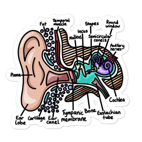 Ear Shaped Keychain Audiology Gifts Customized Ear Keychain | Etsy