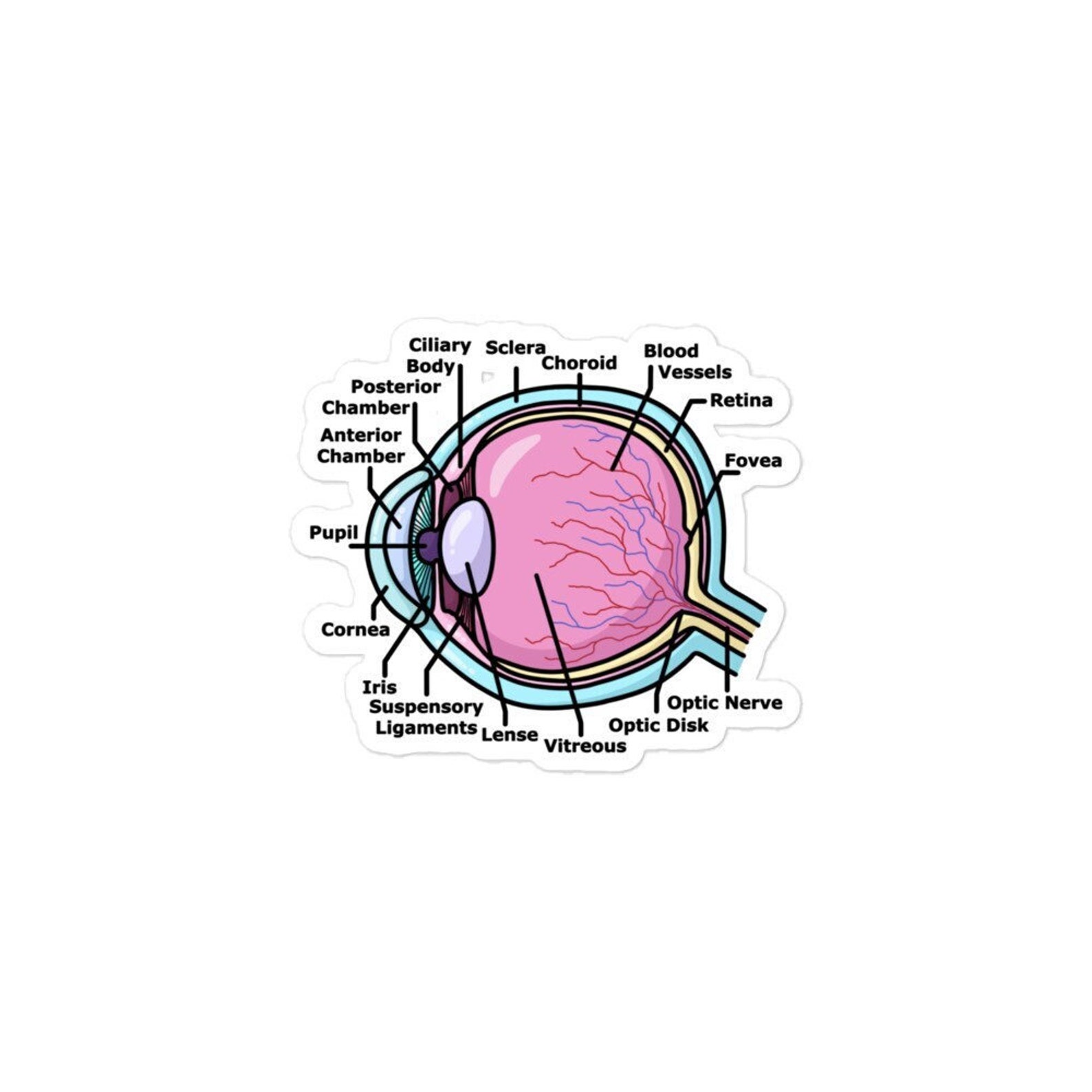 Eye Diagram Sticker, Optometrist Ophthalmology Gift - Etsy