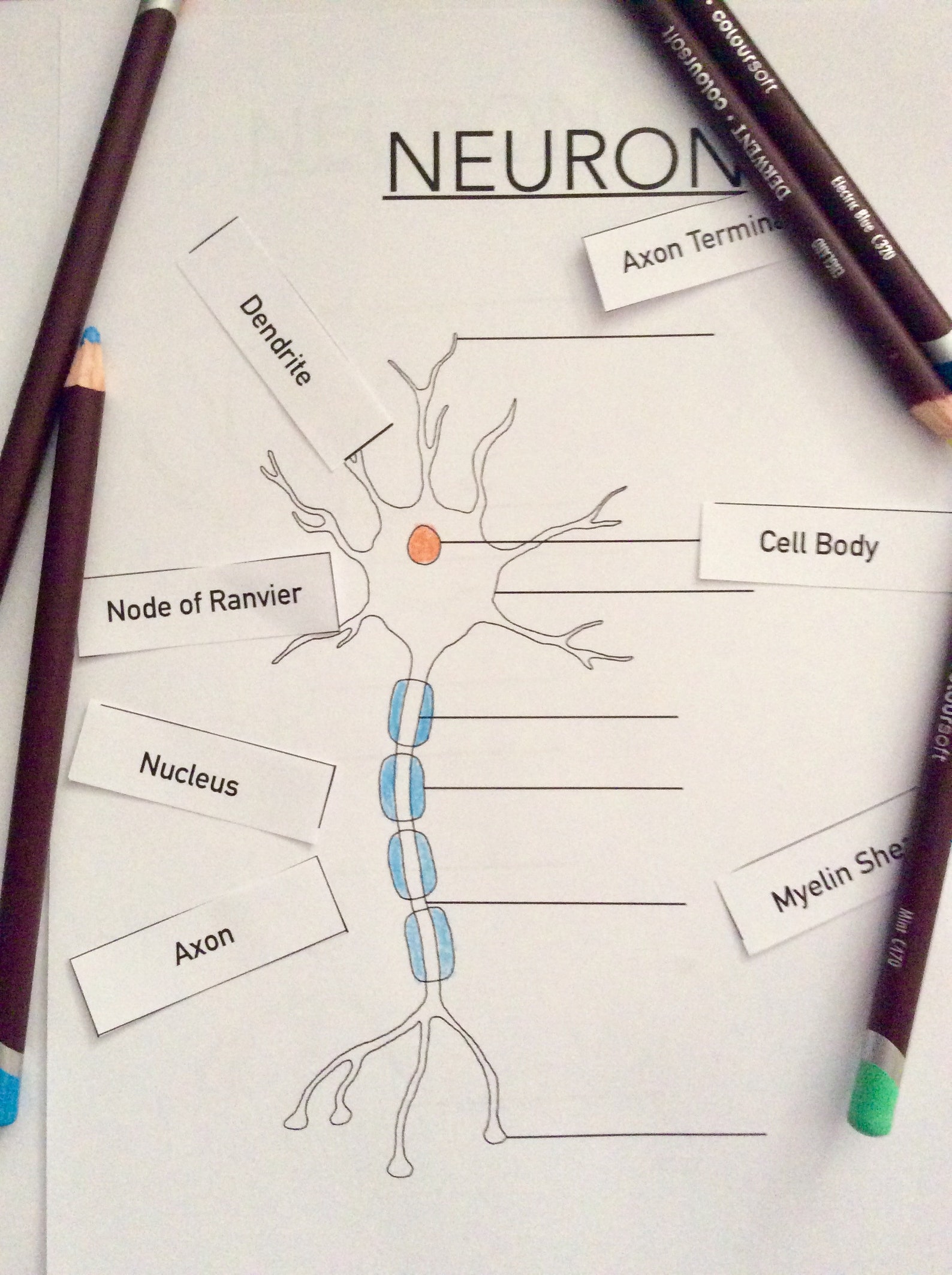 Brain Colouring Pages: Neuroscience Worksheets (digital Download) - Etsy