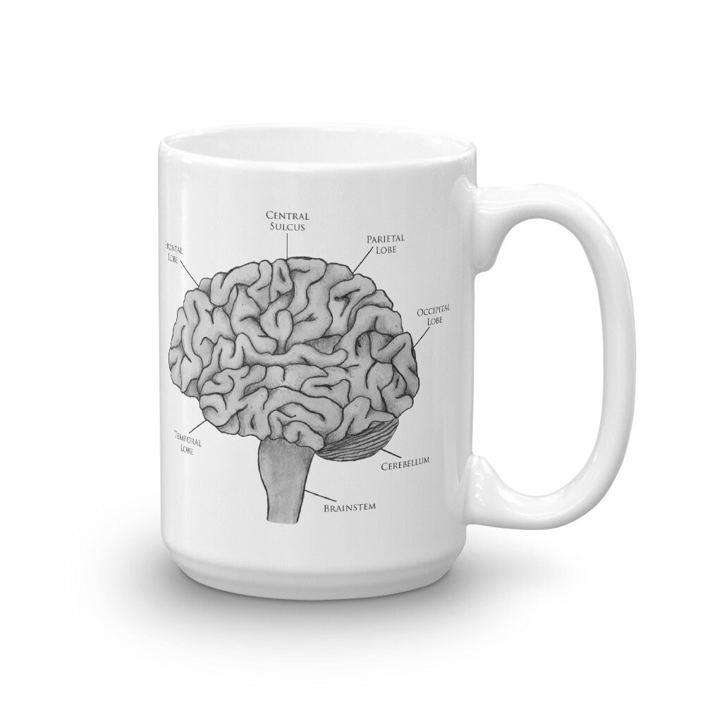Labeled Brain Mug, Neuroscience, Scientific Illustration, Future Doctor ...