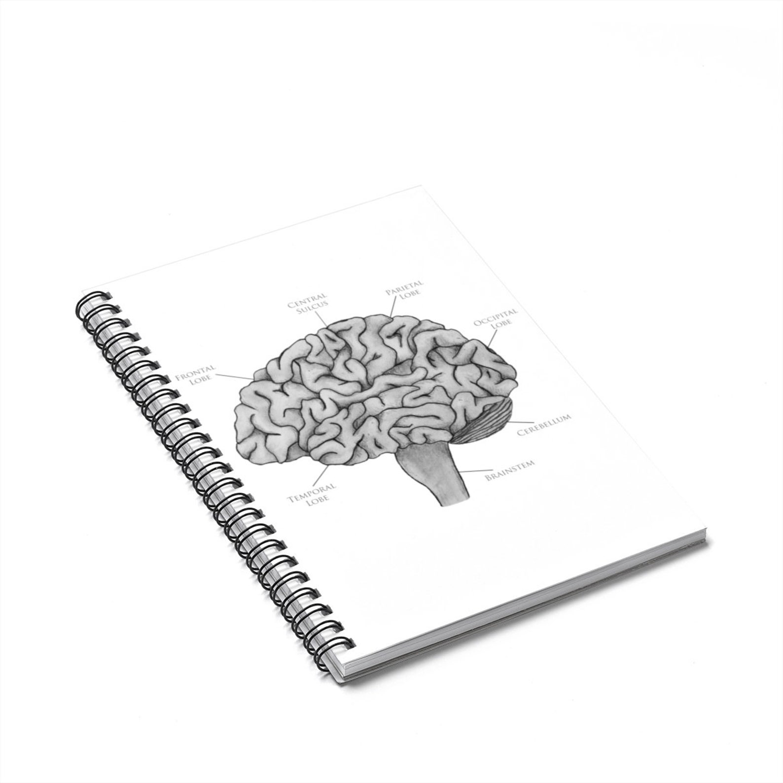 Labeled Brain Spiral Notebook, Neuroscience, Neuron, Science, Neurology ...