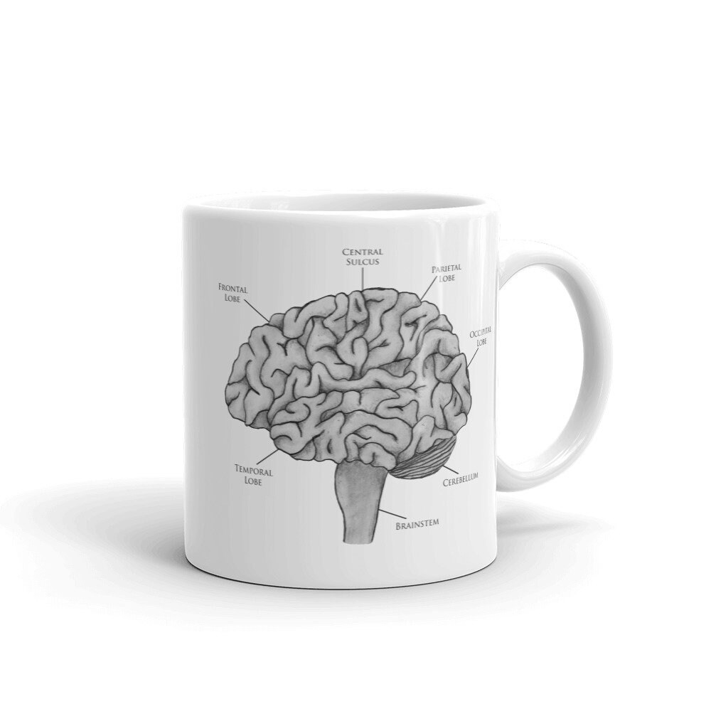 Labeled Brain Mug, Neuroscience, Scientific Illustration, Future Doctor ...