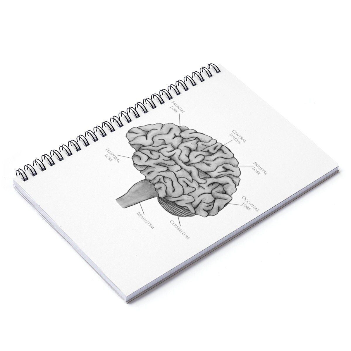 Labeled Brain Spiral Notebook, Neuroscience, Neuron, Science, Neurology ...