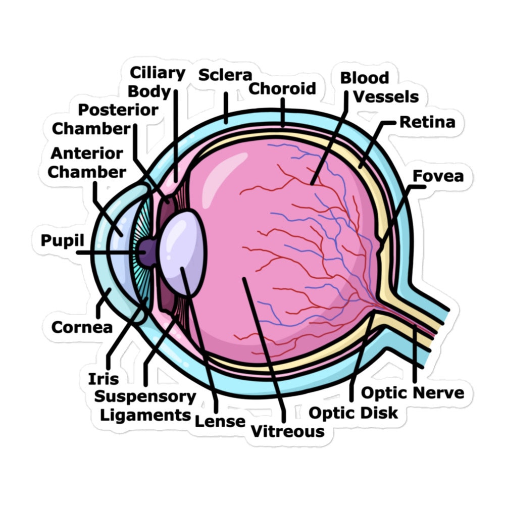 Eye Diagram Kiss Cut Sticker, Optometrist Gifts, Ophthalmology ...