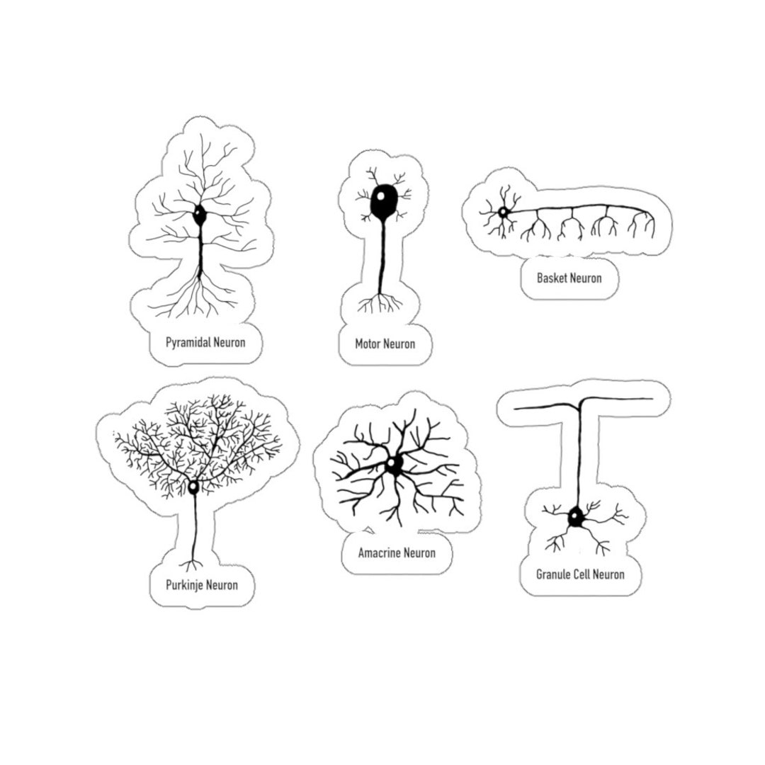 Types of Neurons Kiss-cut Stickers, Neuroscience, Brain, Science Nerd ...