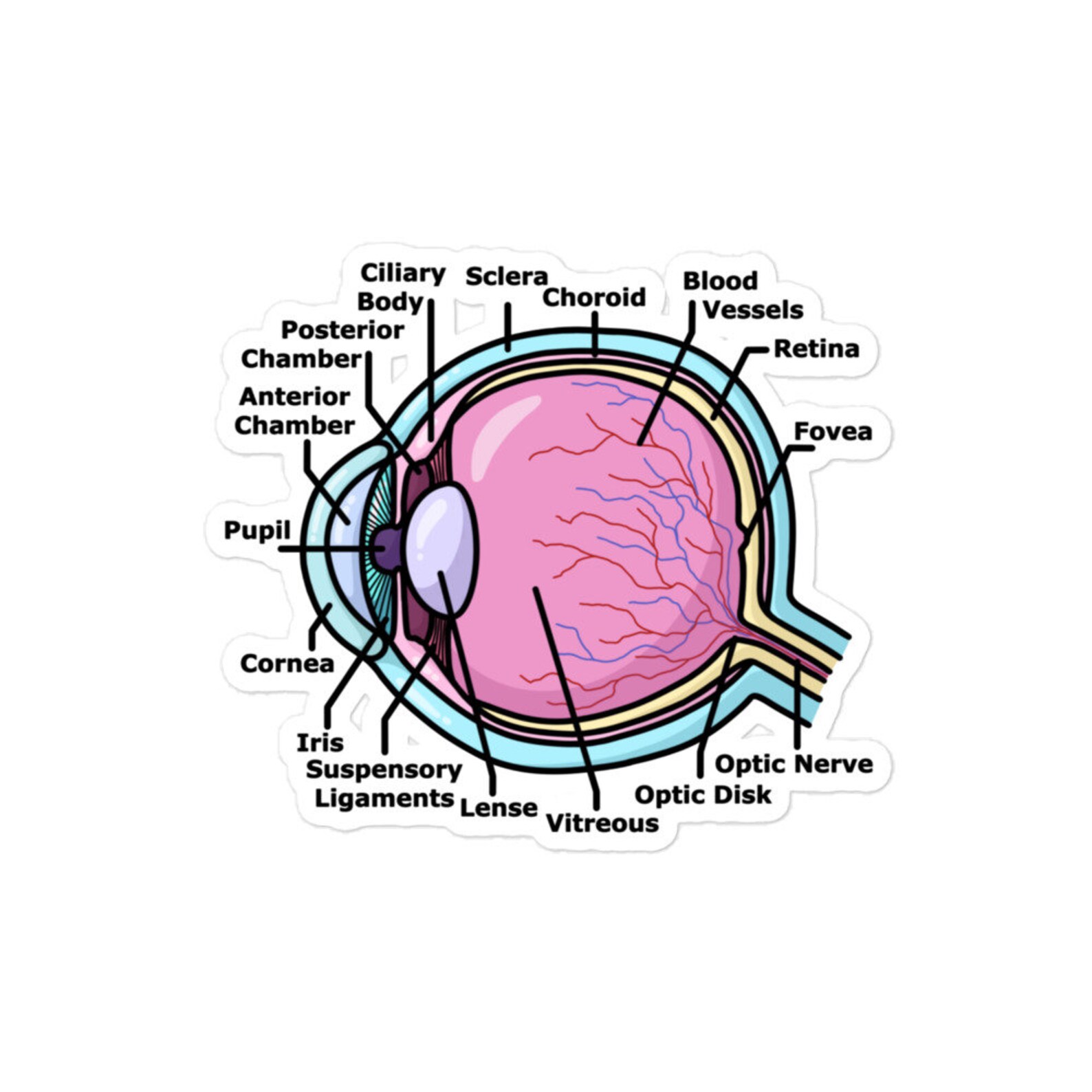 Eye Diagram Kiss Cut Sticker, Optometrist Gifts, Ophthalmology ...