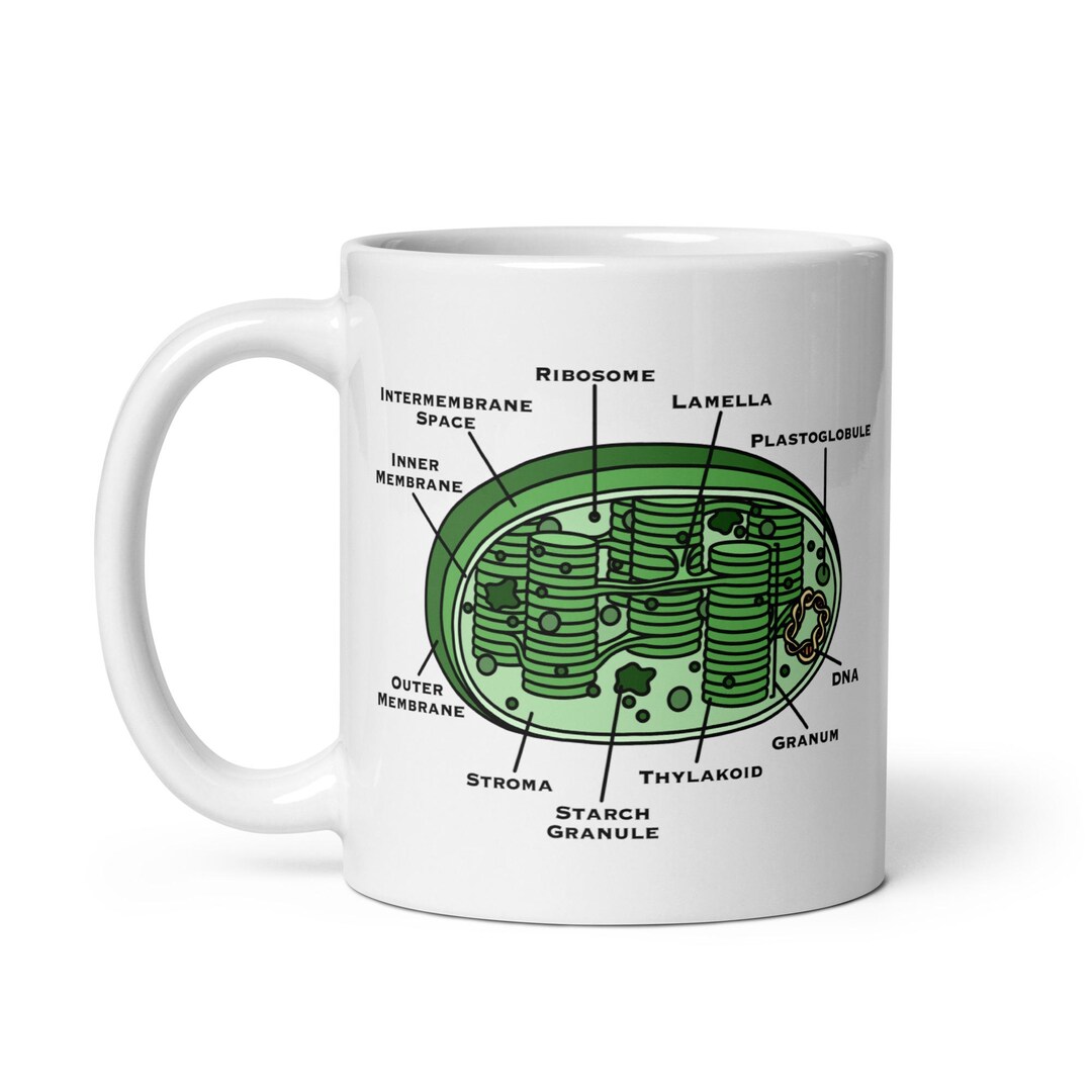 Chloroplast Diagram Mug, Botany Gifts, Graduation Gift, Science Teacher ...