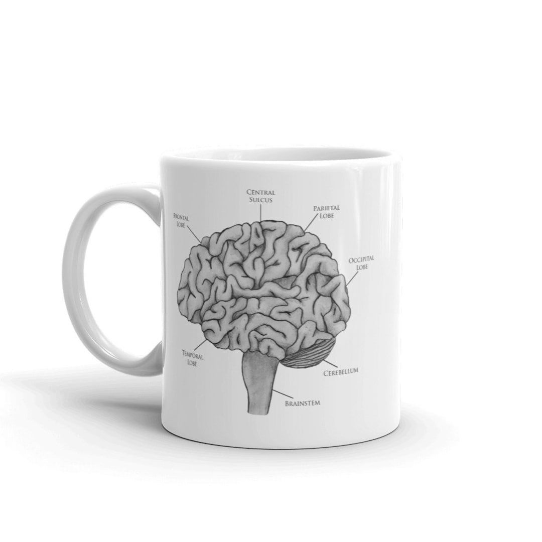 Labeled Brain Mug, Neuroscience, Scientific Illustration, Future Doctor ...