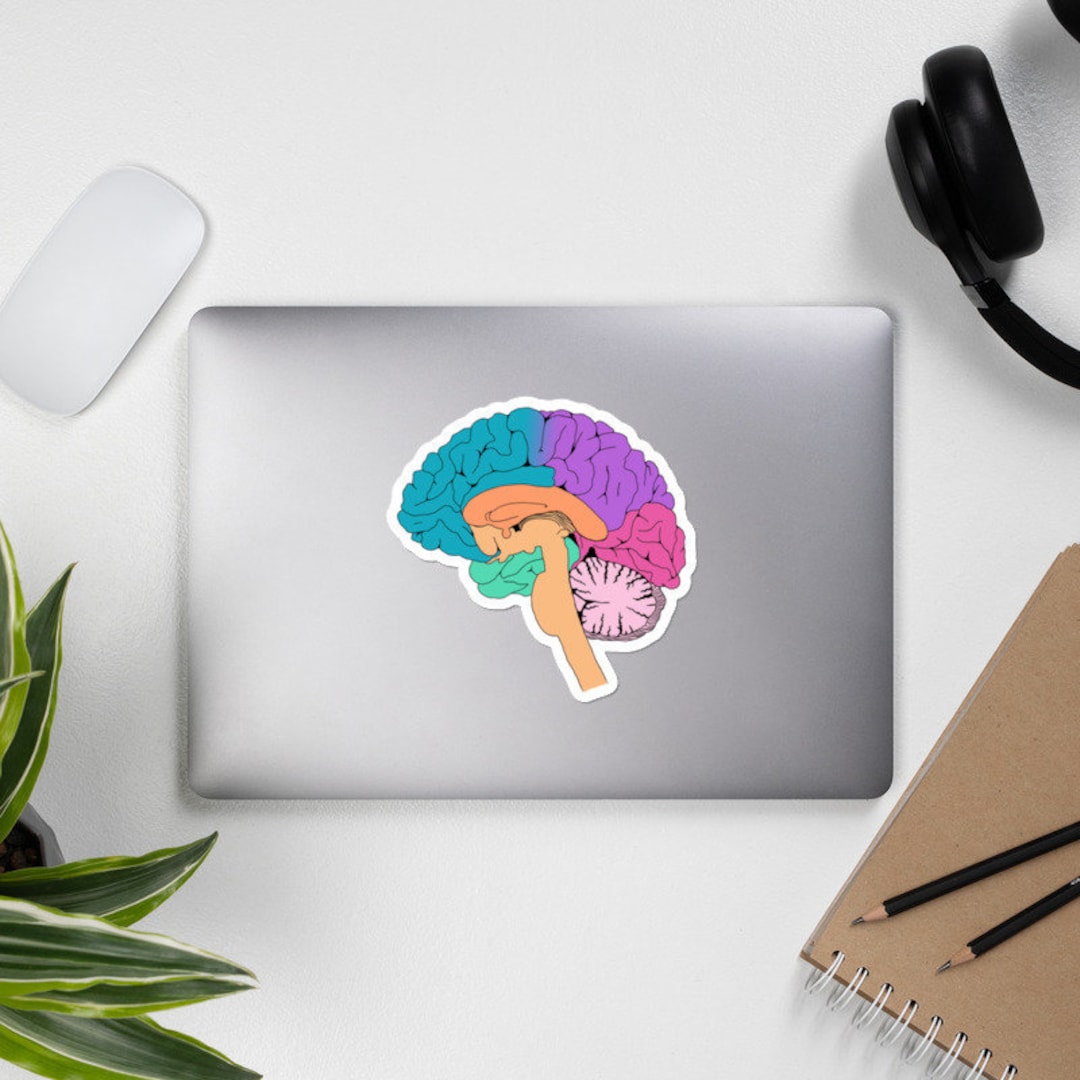 Half Brain Anatomy Sticker, Neurology, Neuroscience, Science - Etsy