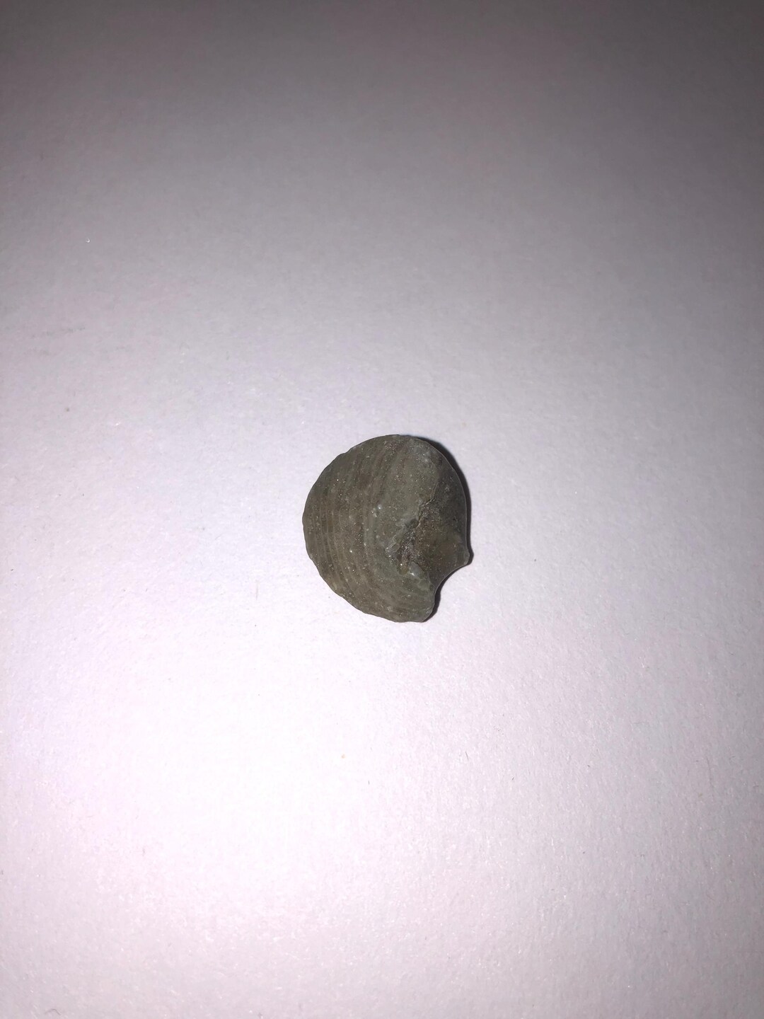 Rare Swirl Fossil Unique Specimen Finding Gray Colour Small Collectible ...